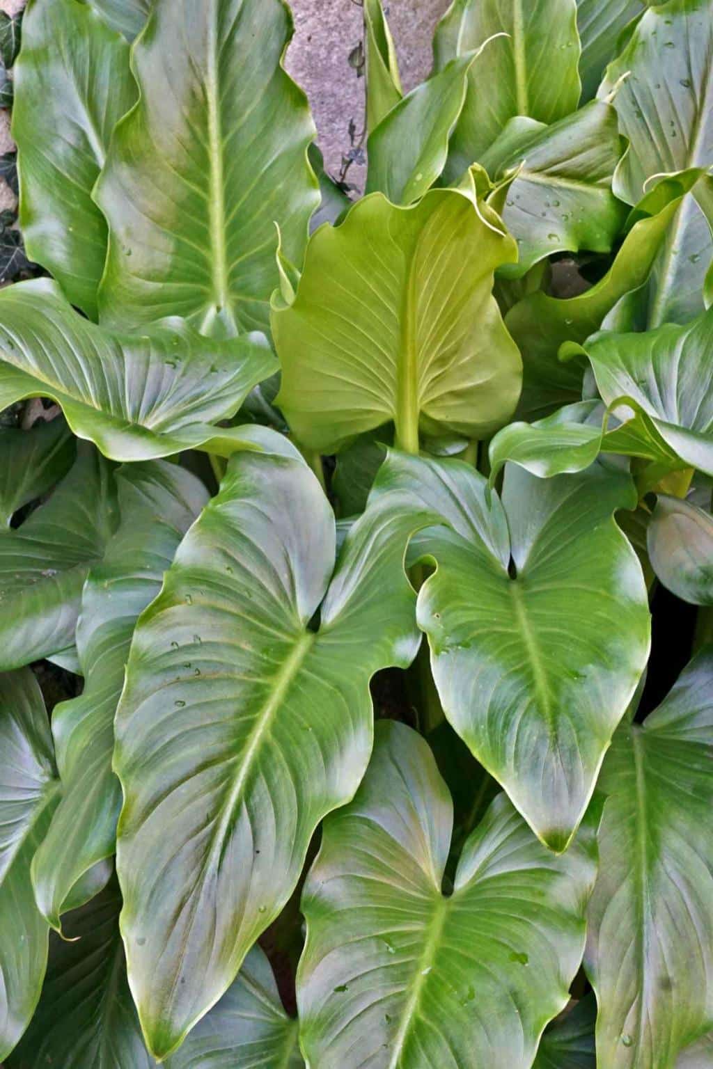 Arum, calla lily - planting and advice on care for this beautiful ...