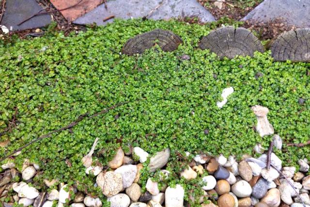 Helxine, Baby’s tears, a ground cover plant with itsy bitsy leaves ...