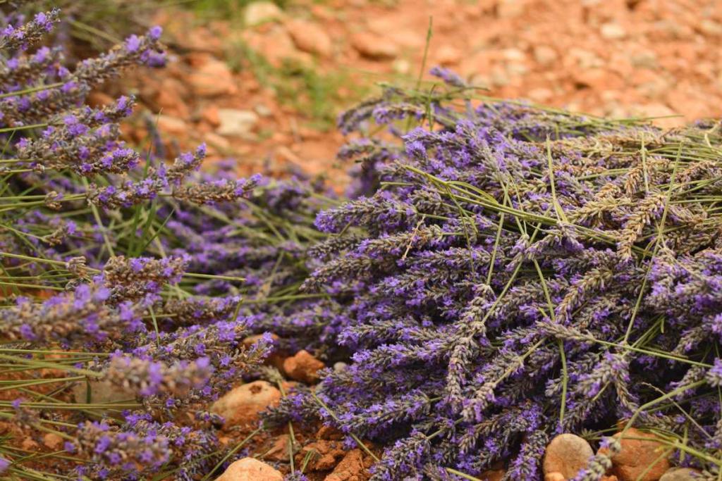 Lavandin, a success story that your own garden can join