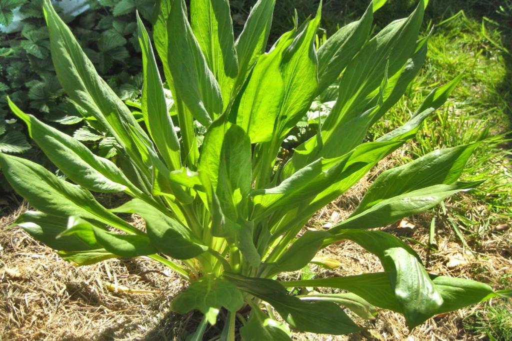 Rediscover forgotten heirloom vegetables... and grow them!