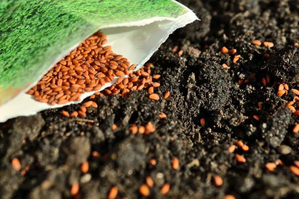 Organic vegetables, 5 key steps to get your vegetable patch to go organic