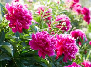 Tree peony - planting and caring for this tall stunner