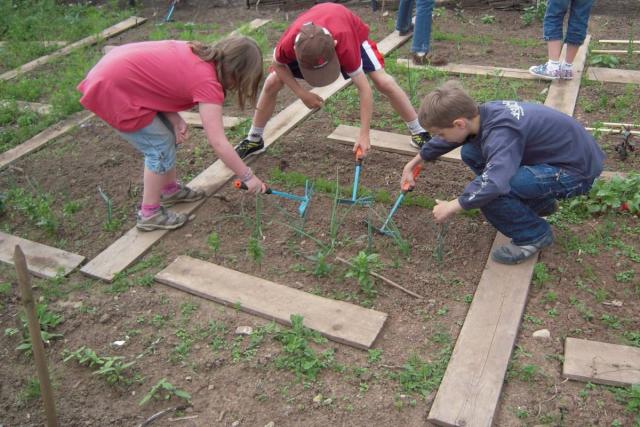6 steps to start a vegetable patch. No more, no less!