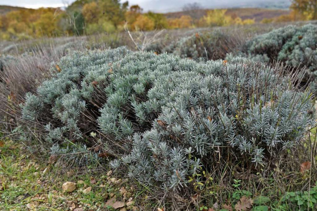 Lavandin, a success story that your own garden can join