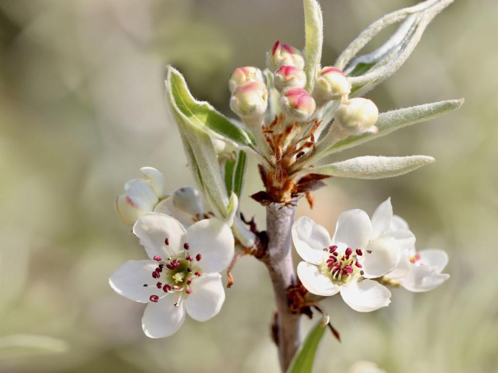 Weeping pear, planting and care for willow-leaf pear