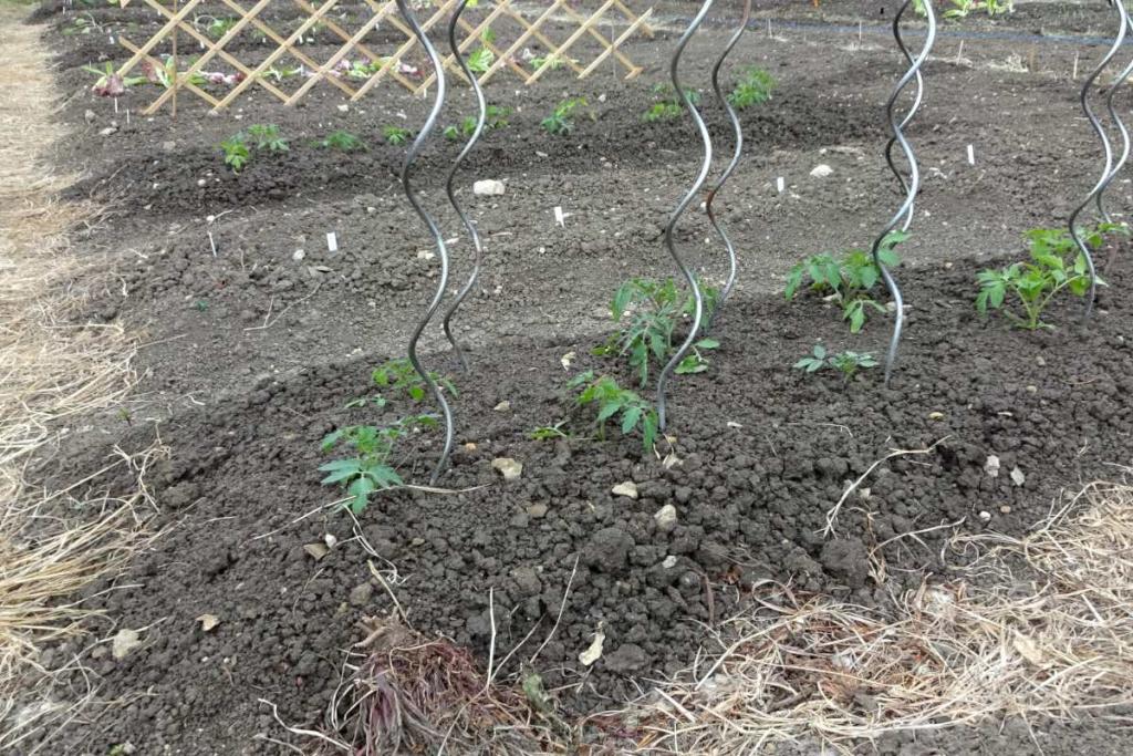 6 steps to start a vegetable patch. No more, no less!