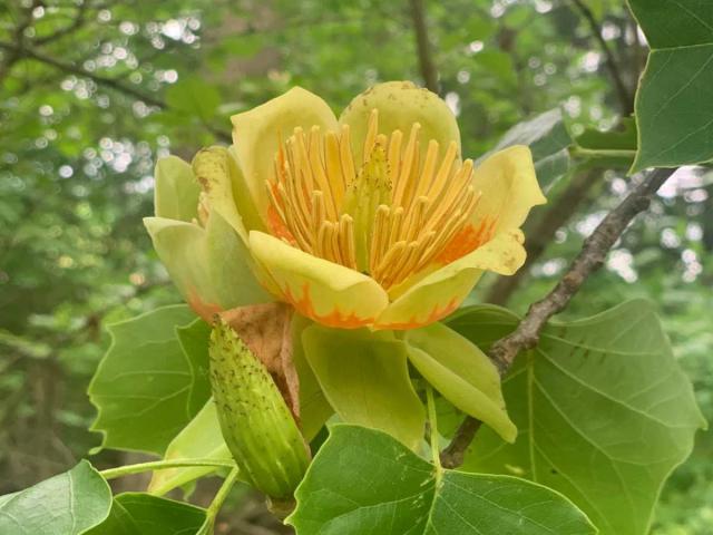 Tulip tree - planting, care, pruning and main varieties