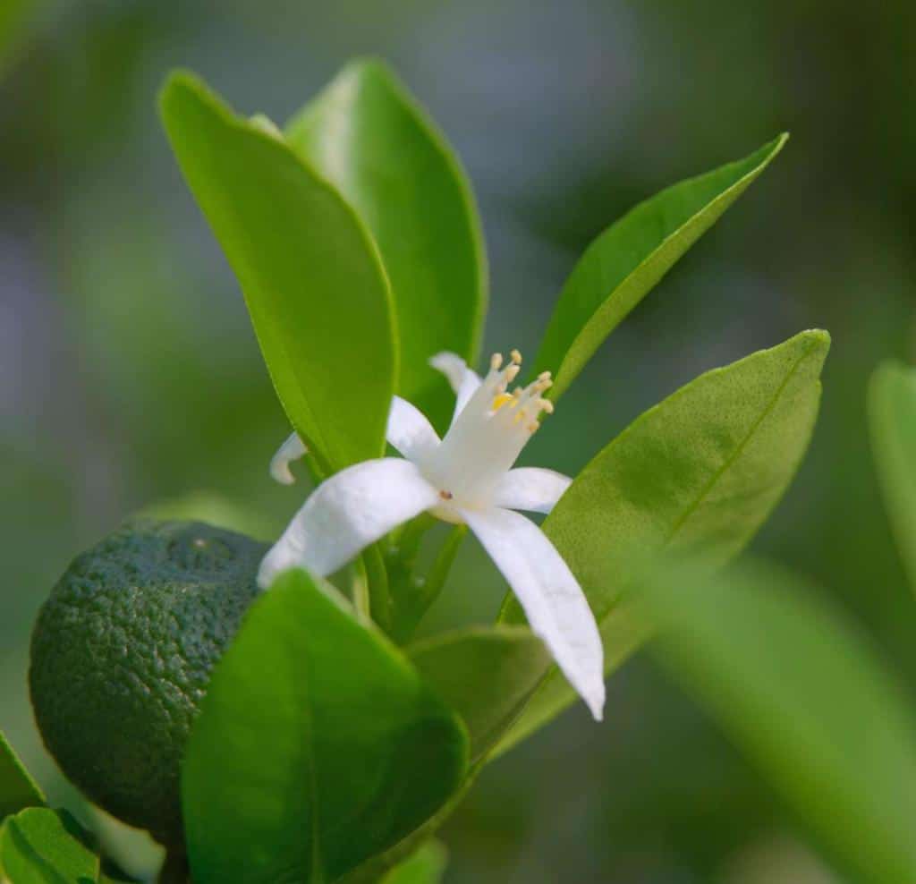 Bergamot and bergamot tree - guide for proper care