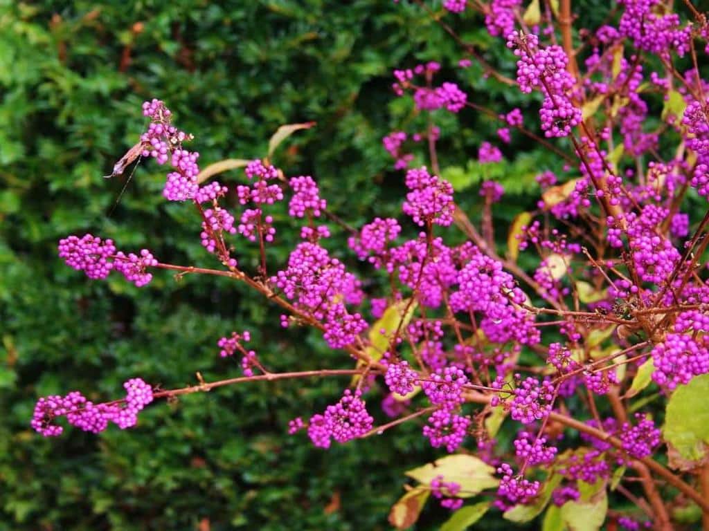 Callicarpa - planting, pruning and care, beautiful berries