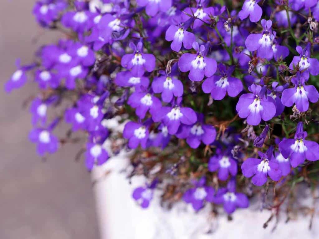 Lobelia, cascading flowers – Nature & Garden