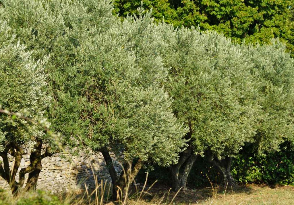 Xylella fastidiosa, the olive-killing bacteria