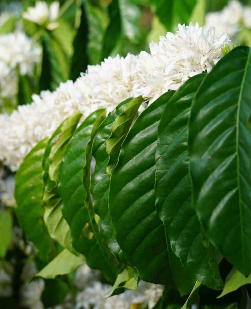 Coffee tree - coffea : growing and care
