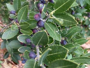 Phillyrea, a short olive-like tree for hardy climates