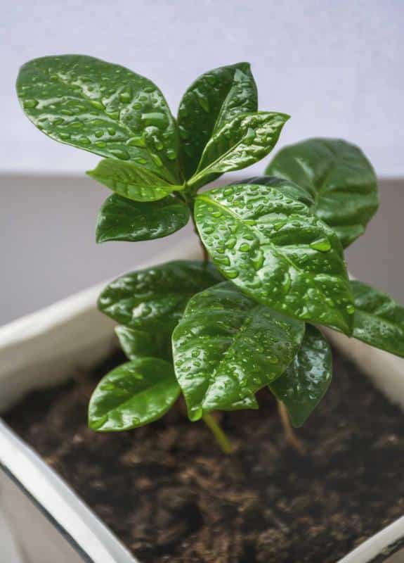 Coffee tree - coffea : growing and care