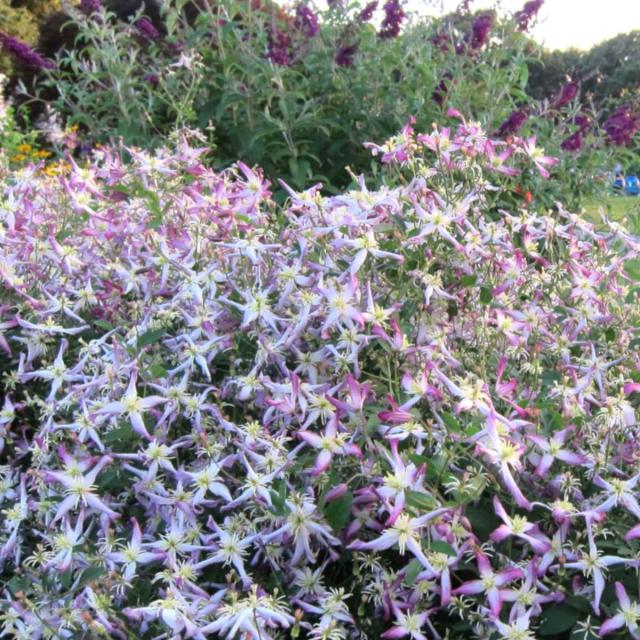 6 fabulous fragrant clematis – Nature & Garden