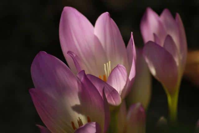 Colchicum - planting and advice on caring for it
