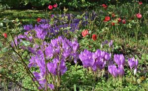 Colchicum, a flower to rediscover – Nature & Garden
