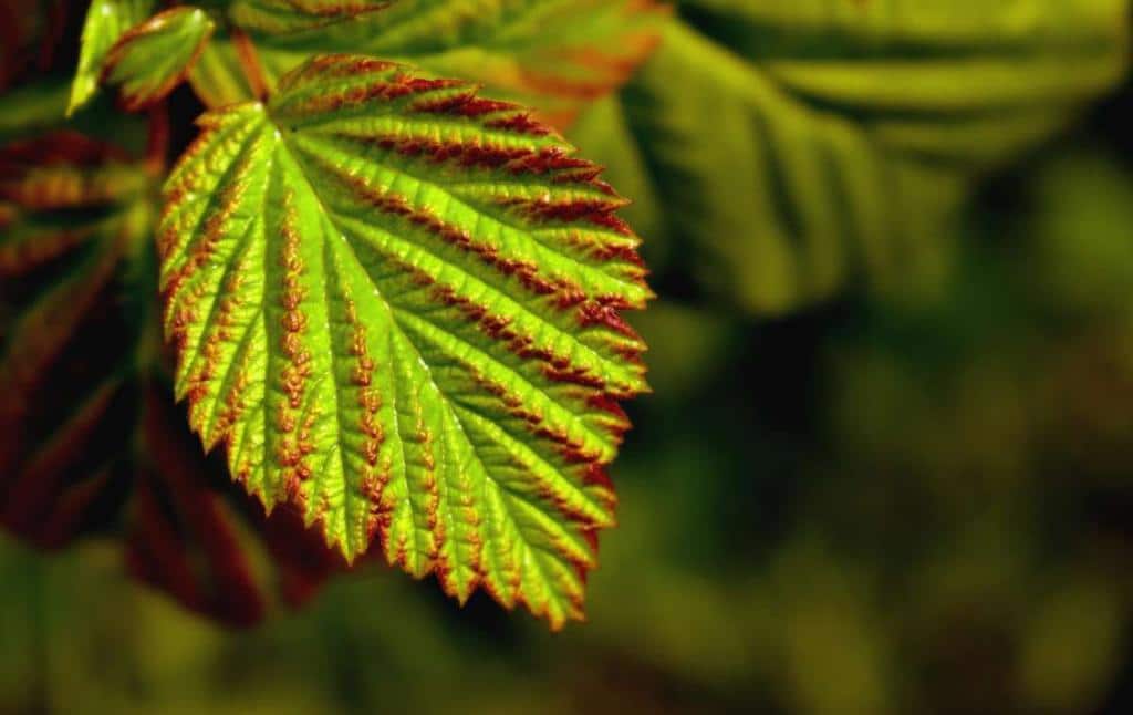 Corylopsis, abundant and easy-going – Nature & Garden