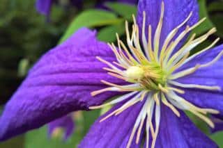 6 fabulous fragrant clematis – Nature & Garden