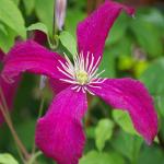 6 fabulous fragrant clematis – Nature & Garden
