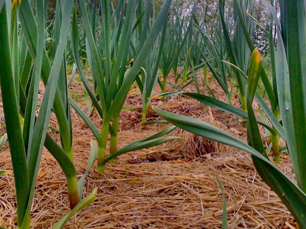 Garlic - growing, planting, harvest, varieties