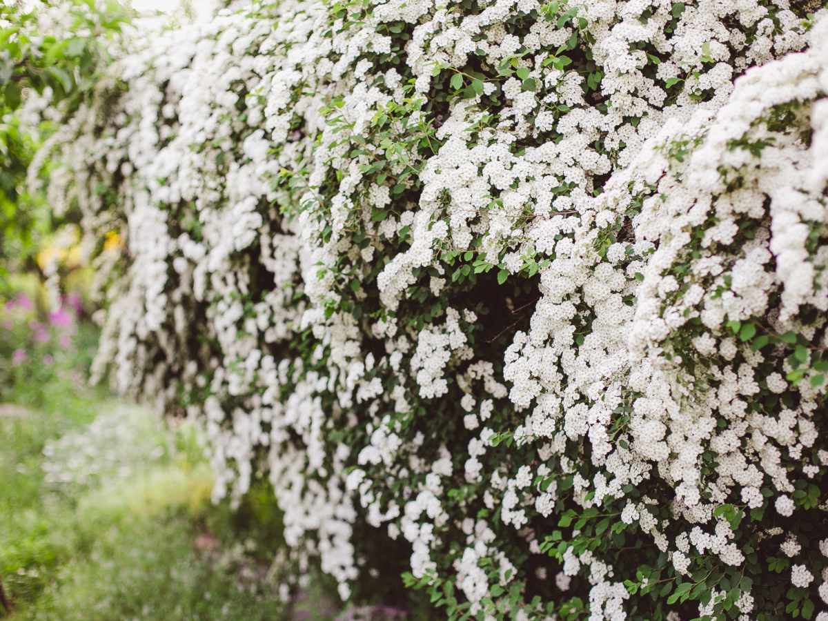 Meadowsweet, Spirea, a shrub entirely covered in flowers
