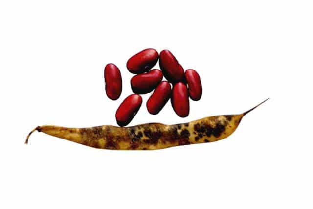 Bean blight, 7 diseases that cause spots and wilting on beans – Nature ...