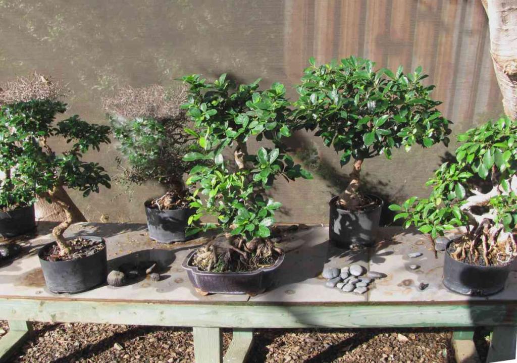Ficus bonsai care and best species: ginseng, microcarpa, retusa