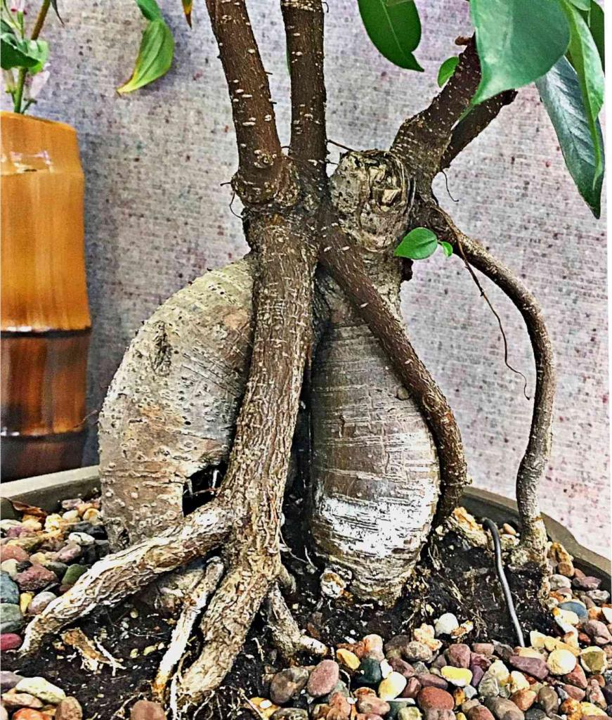 Ficus bonsai care and best species: ginseng, microcarpa, retusa