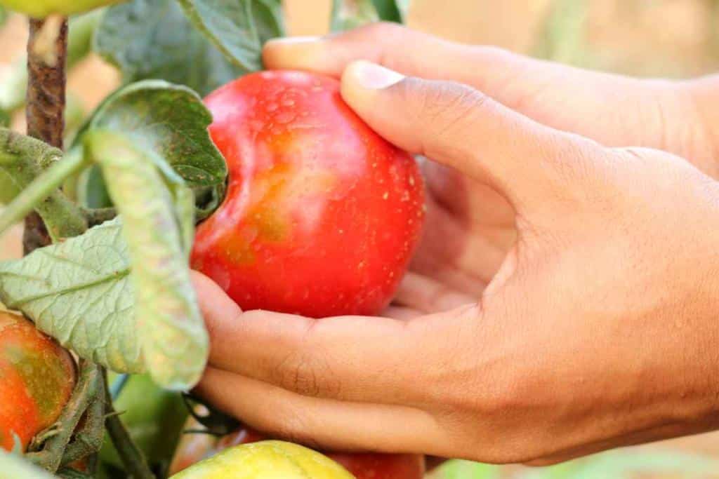 Tomato timing, the perfect moment to pick ripe tomato