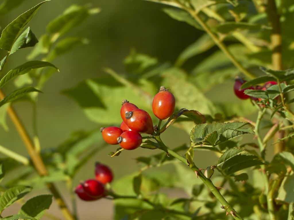 Dog rose, a rose tree with a rather wild touch – Nature & Garden