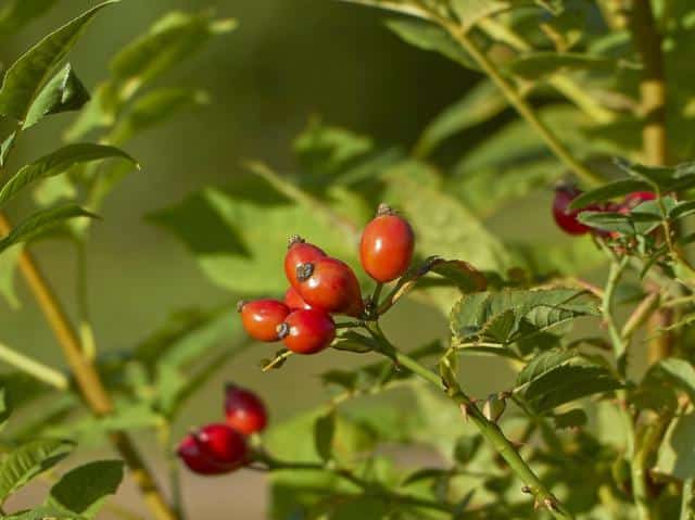 Dog rose, a rose tree with a rather wild touch – Nature & Garden