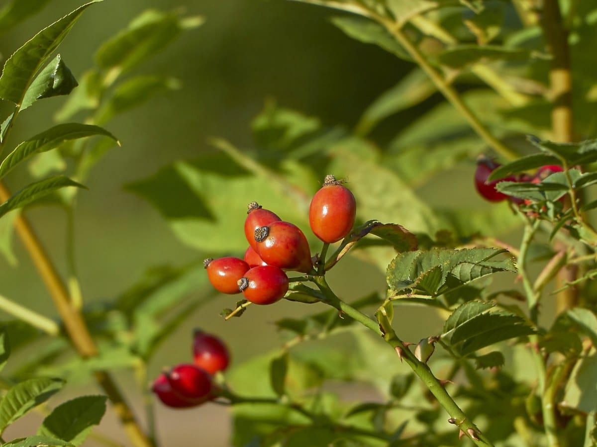 Dog rose, a rose tree with a rather wild touch – Nature & Garden