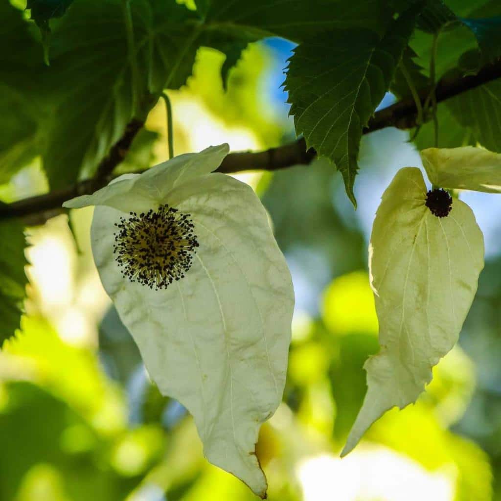 Handkerchief tree, a tree with a fabulous appearance when blooming