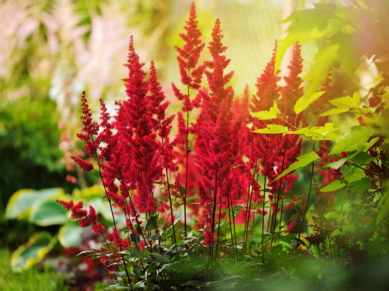 Alumroot, remarkable leaves and elegant blooms – Nature & Garden