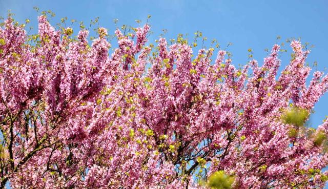 Judas tree - growing, care and pruning
