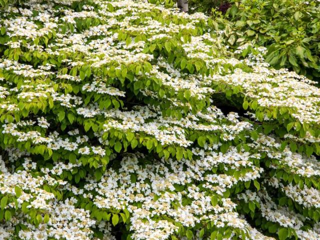 Snowball bush - planting, pruning, caring for the elegant pom-pom viburnum
