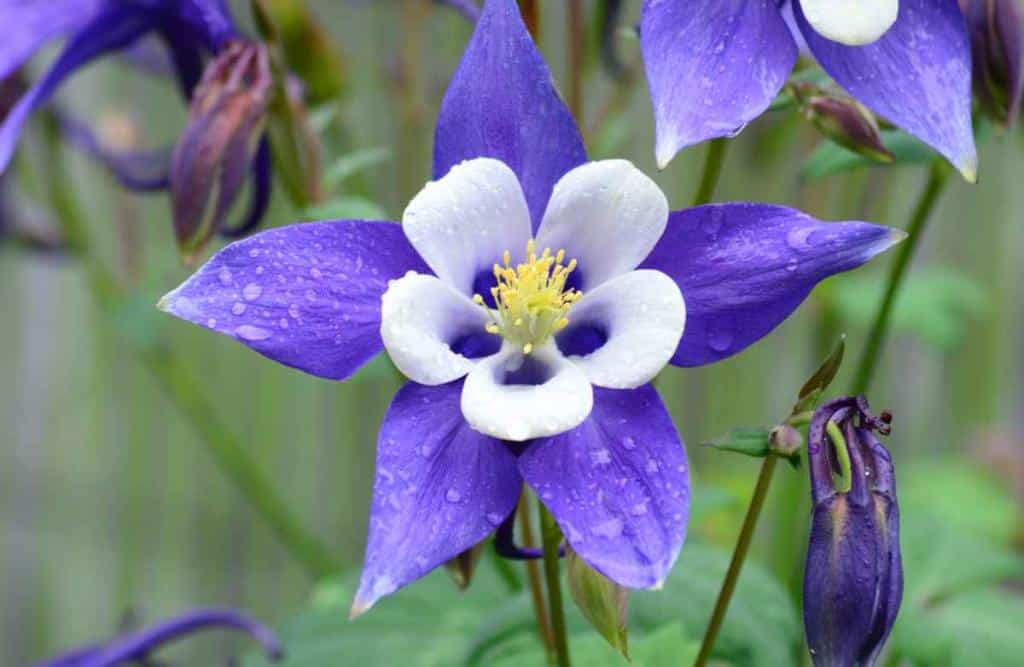 Plants that resist cold outdoor weather, 9 shrubs, perennials, hardy vines