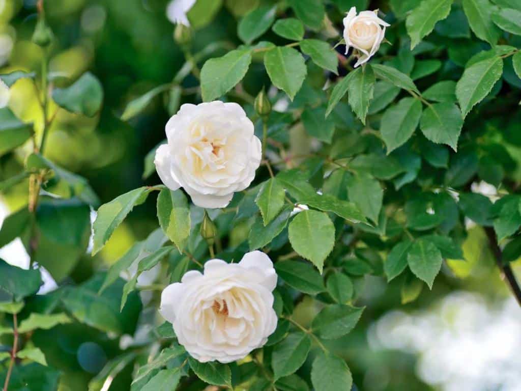 Annapurna rose, a pure-white rose with vigorous blooming and fragrance