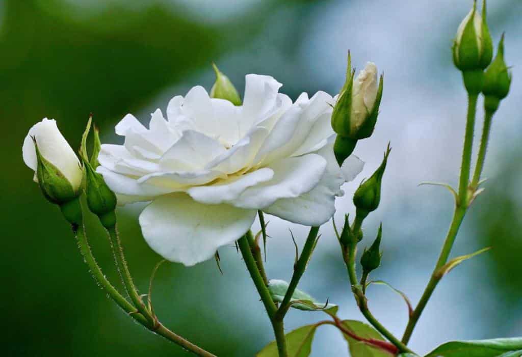 Annapurna rose, a pure-white rose with vigorous blooming and fragrance