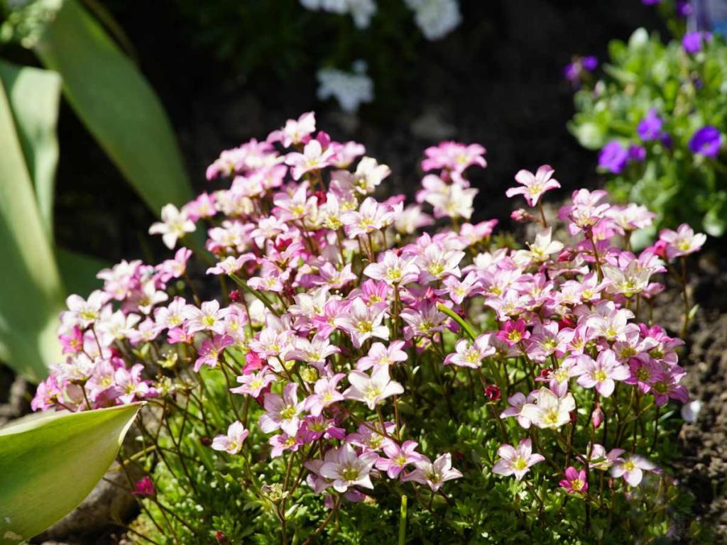 Saxifrage - blooming and advice on caring for this tiny perennial
