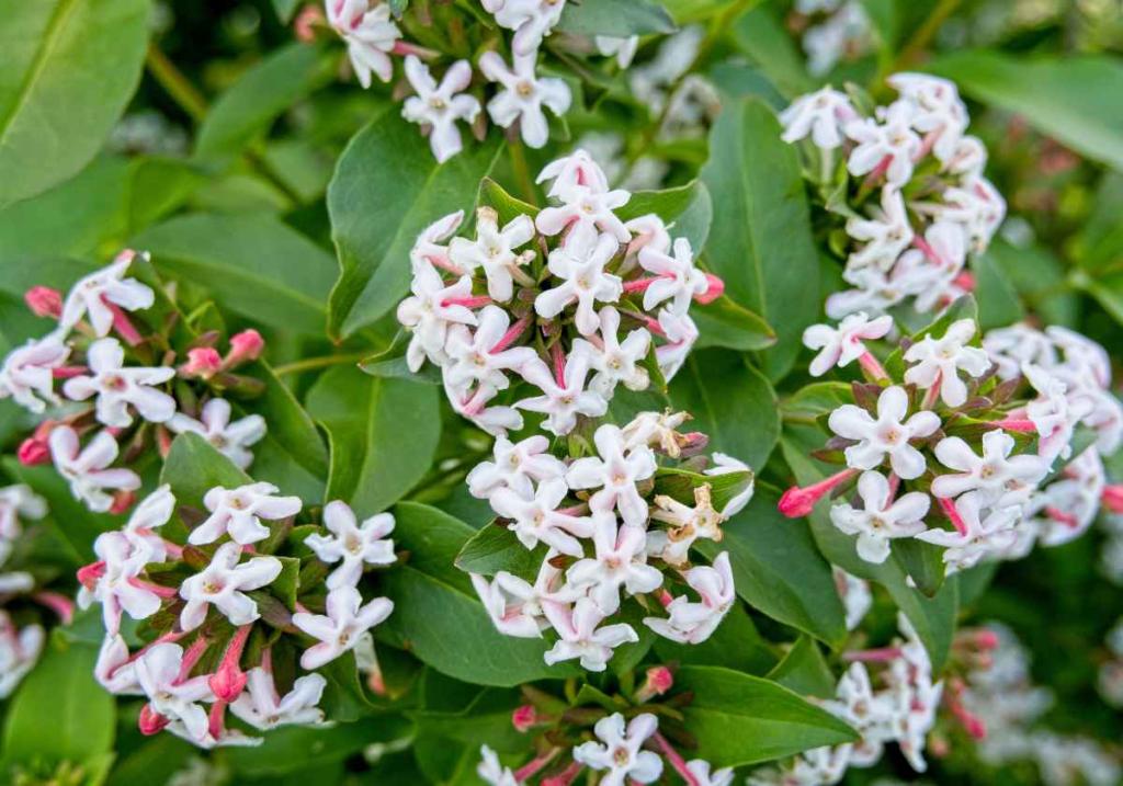 Plants that resist cold outdoor weather, 9 shrubs, perennials, hardy vines