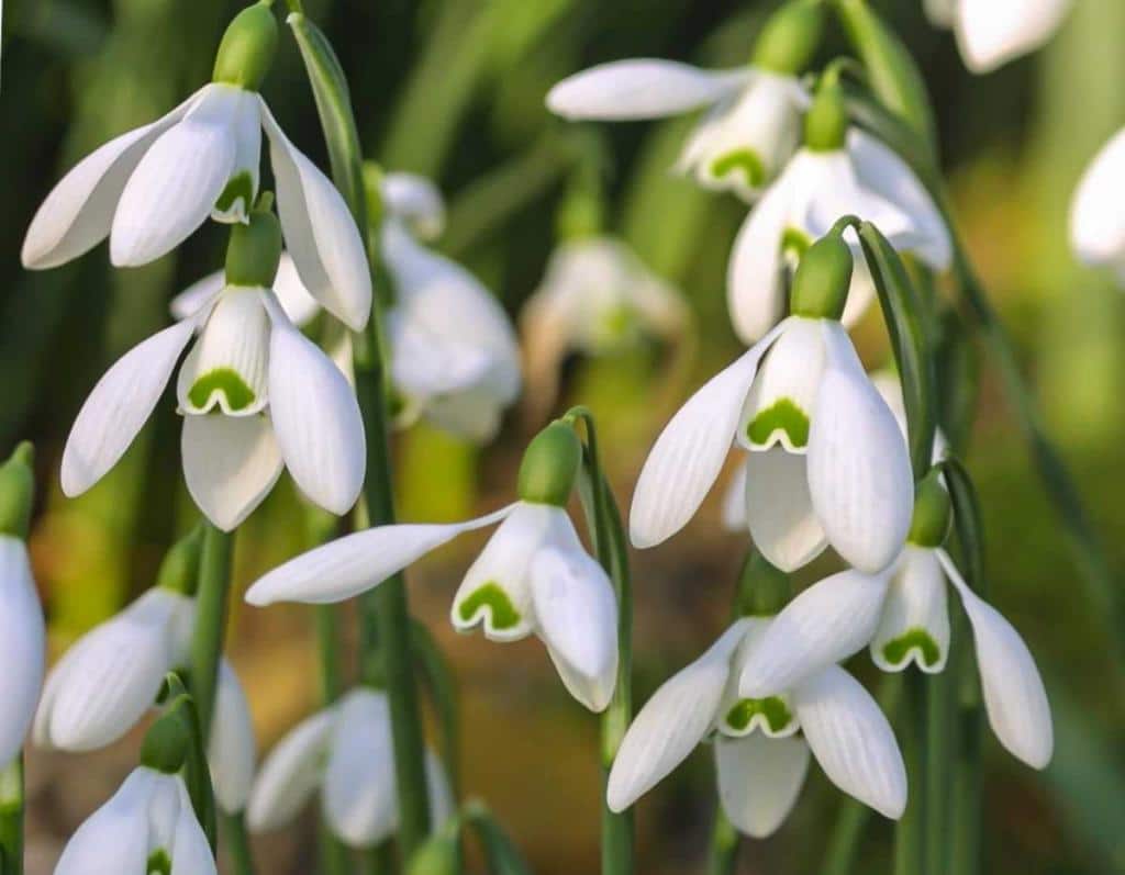 Winter flowers for all levels of the garden, bulb, perennial, shrubs ...