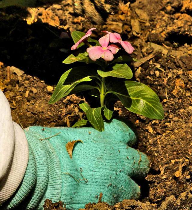 How to plant flowers - advice and tips for perennials and annuals