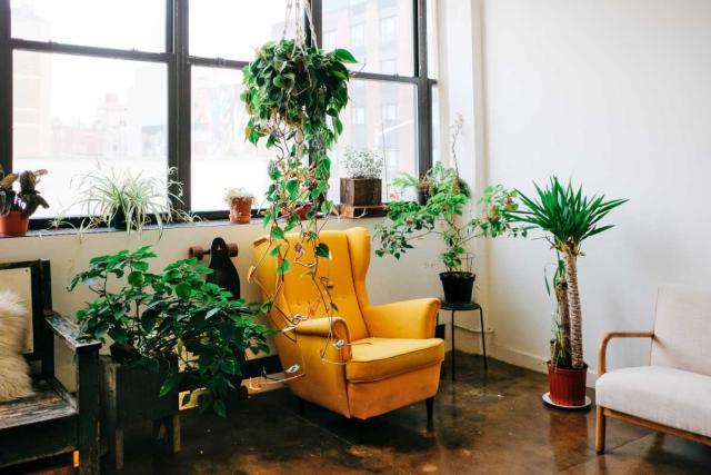 Ficus benjamina - Growing and Care