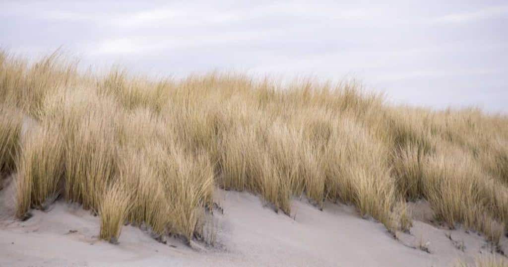 Marram, the holder of dunes [protects seaside gardens from erosion]