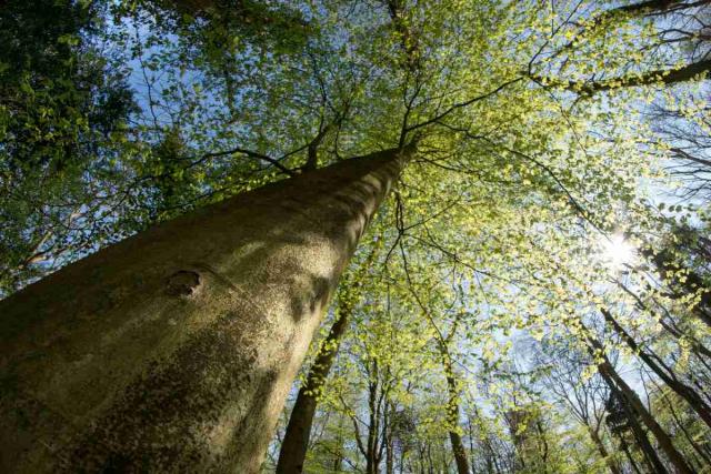 Jacquemontii birch (betula jacquemontii), the white-bark himalayan birch