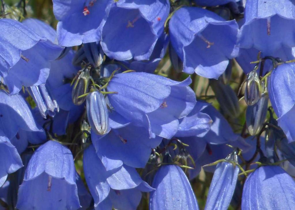 Blue in the garden – Nature & Garden