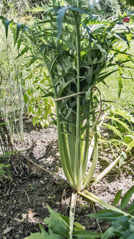 Cardoon, a stalk vegetable that is surprisingly beautiful