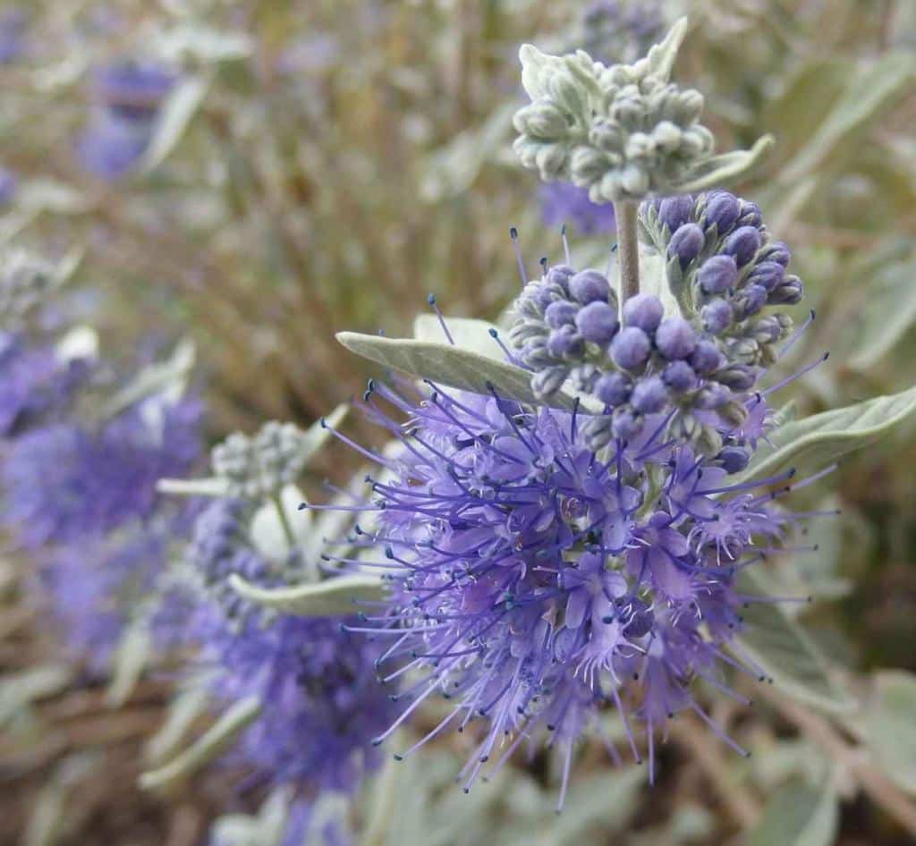 Caryopteris, the famous “bluebeard” – Nature & Garden